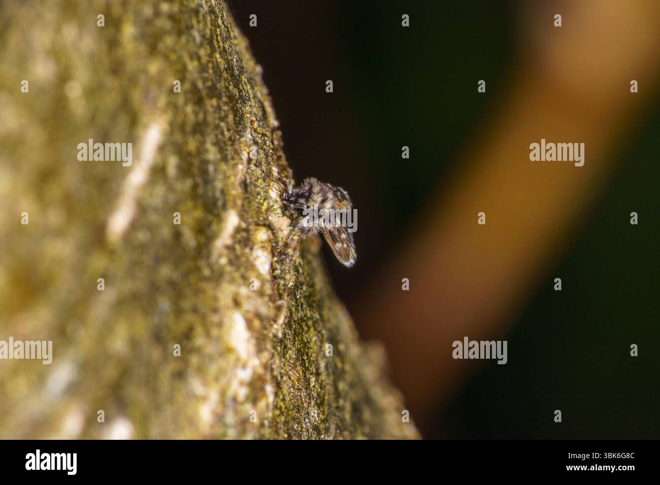 Kandinis uodelis Clogmia albipunctata Family Psychodidae Genus Clogmia Bathroom moth midge ...