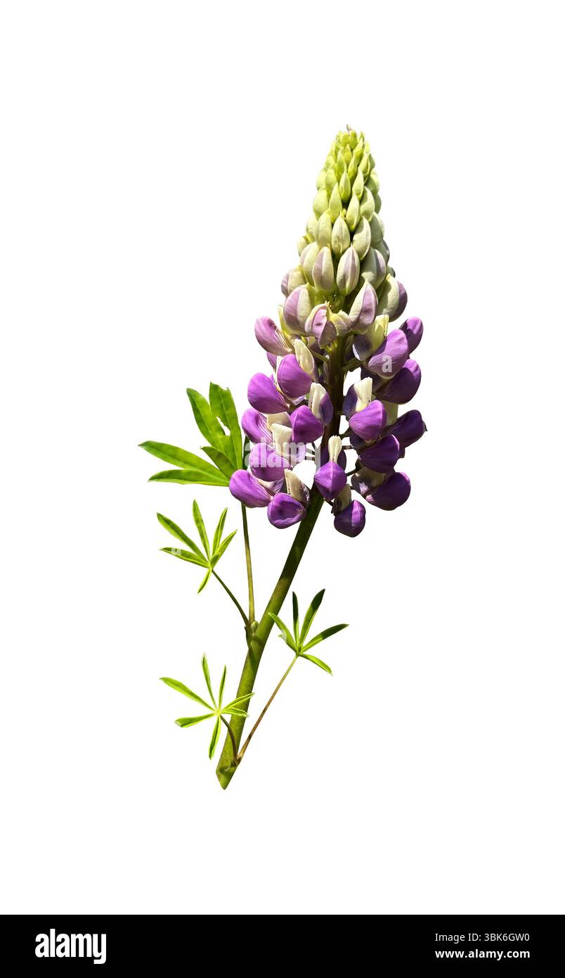 Summer flower spikes Cut Out Stock Images & Pictures - Alamy