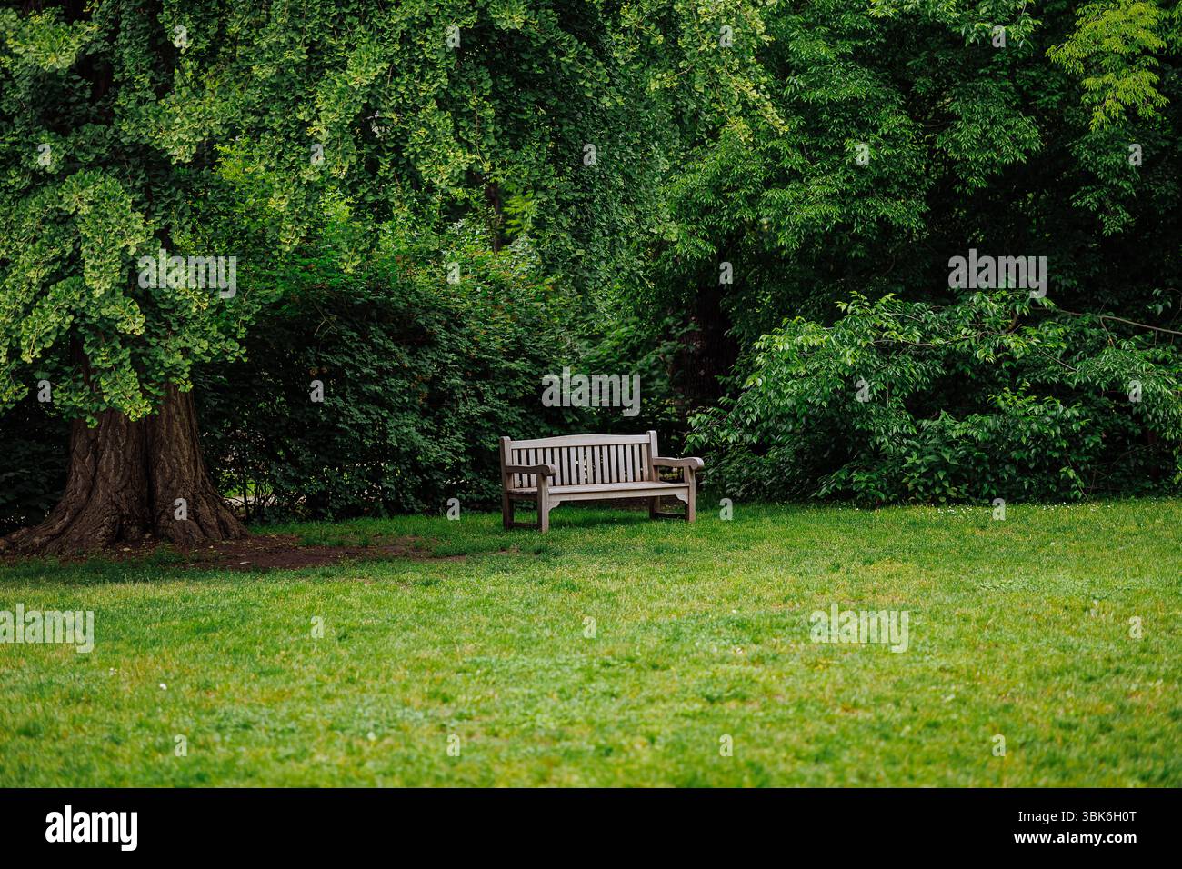 Lonely empty wooden bench under large tree in quiet green park ...