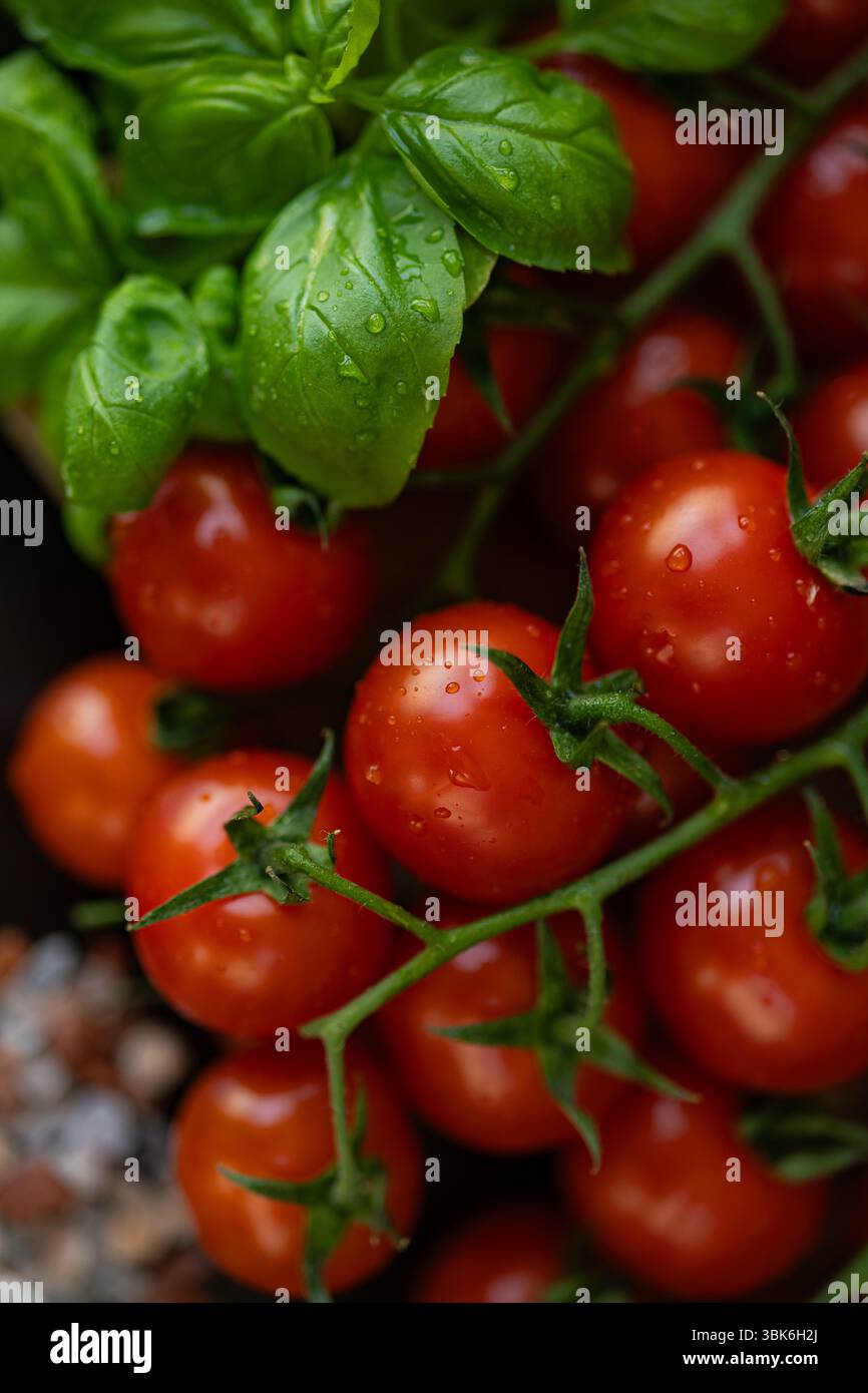 Fresh organic cherry tomatoes with basil leaves covered in water drops ...