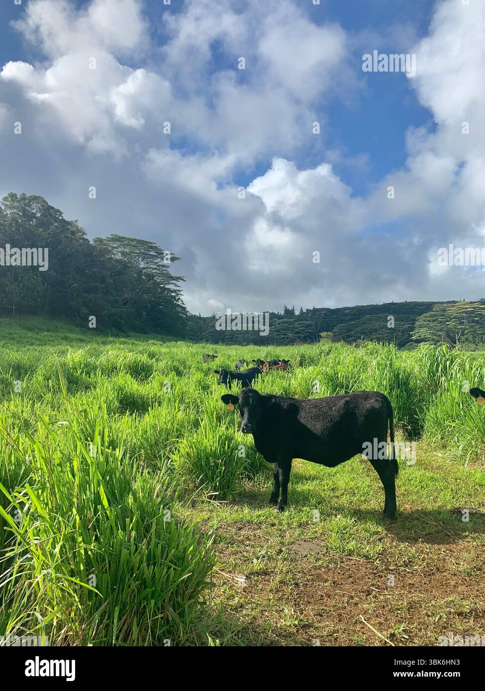 Cattle grazing hawaii hi-res stock photography and images - Alamy