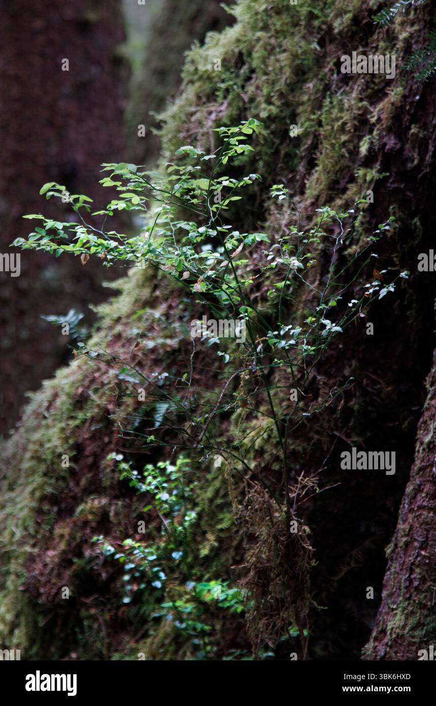 Native plants grow in the temperate rain forest of Haida Gwaiii Island ...