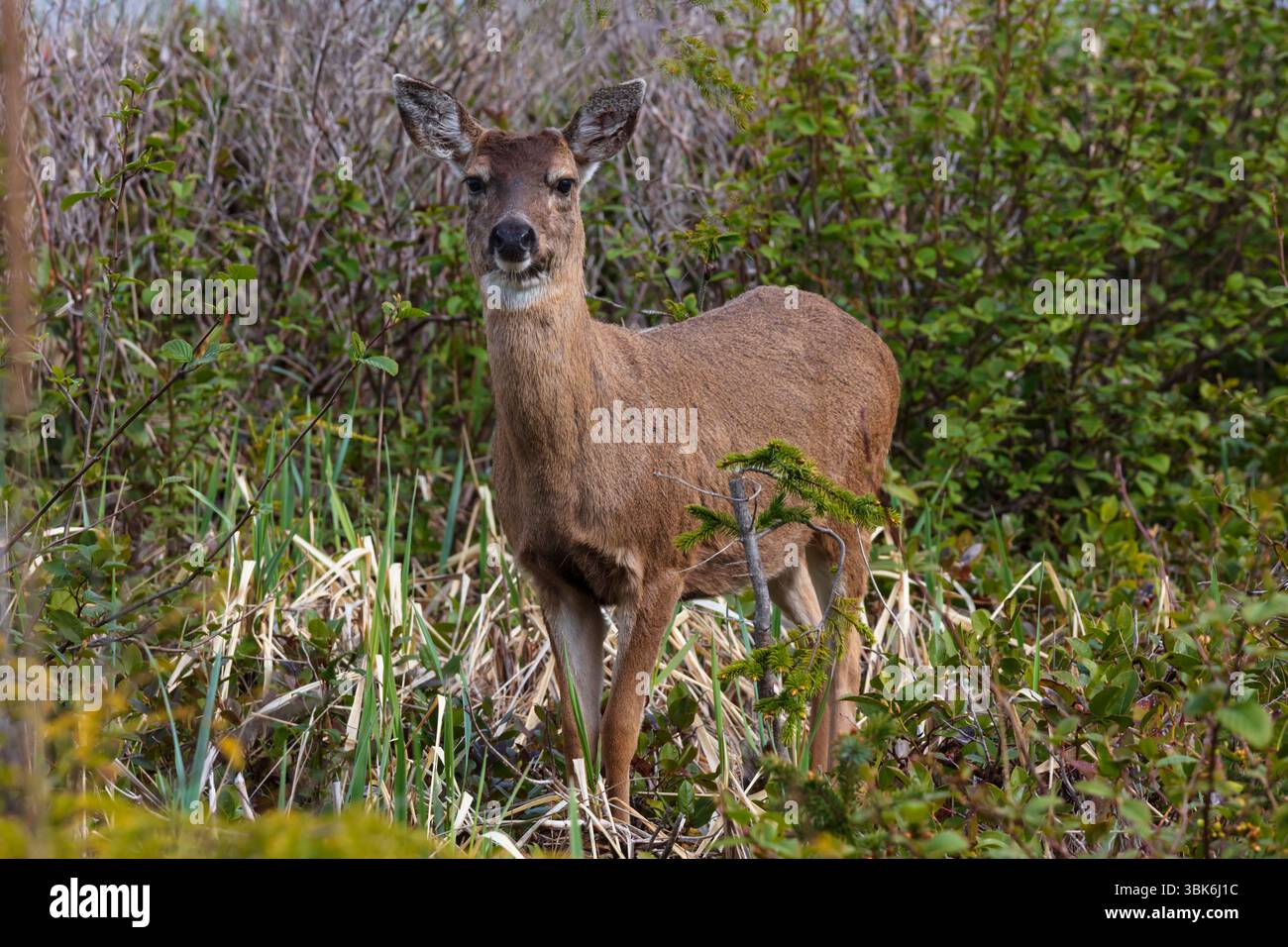 Sitka black-tailed deer (Odocoileus hemionus sitkensis) are an invasive ...