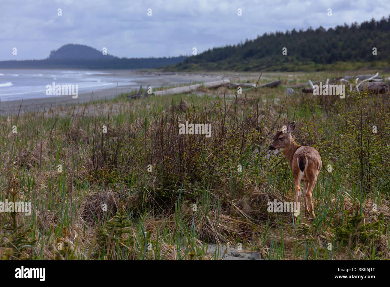 Sitka black-tailed deer (Odocoileus hemionus sitkensis) are an invasive ...