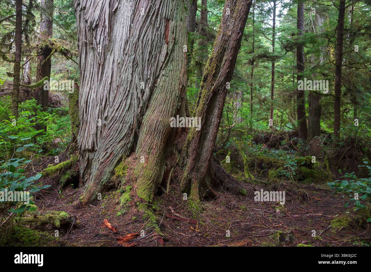 Ancient Weastern Red Cedar (Thuja plicata) trees in the old growth ...
