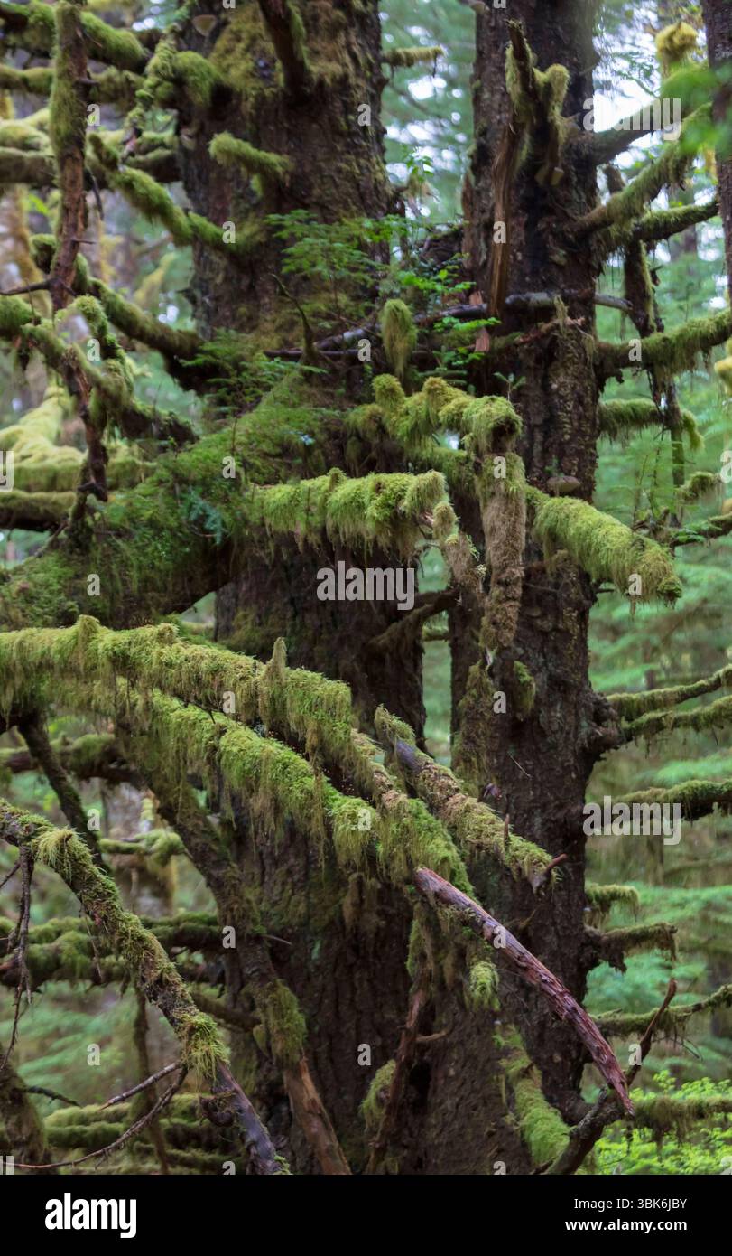 Ancient Weastern Red Cedar (Thuja plicata) trees in the old growth ...