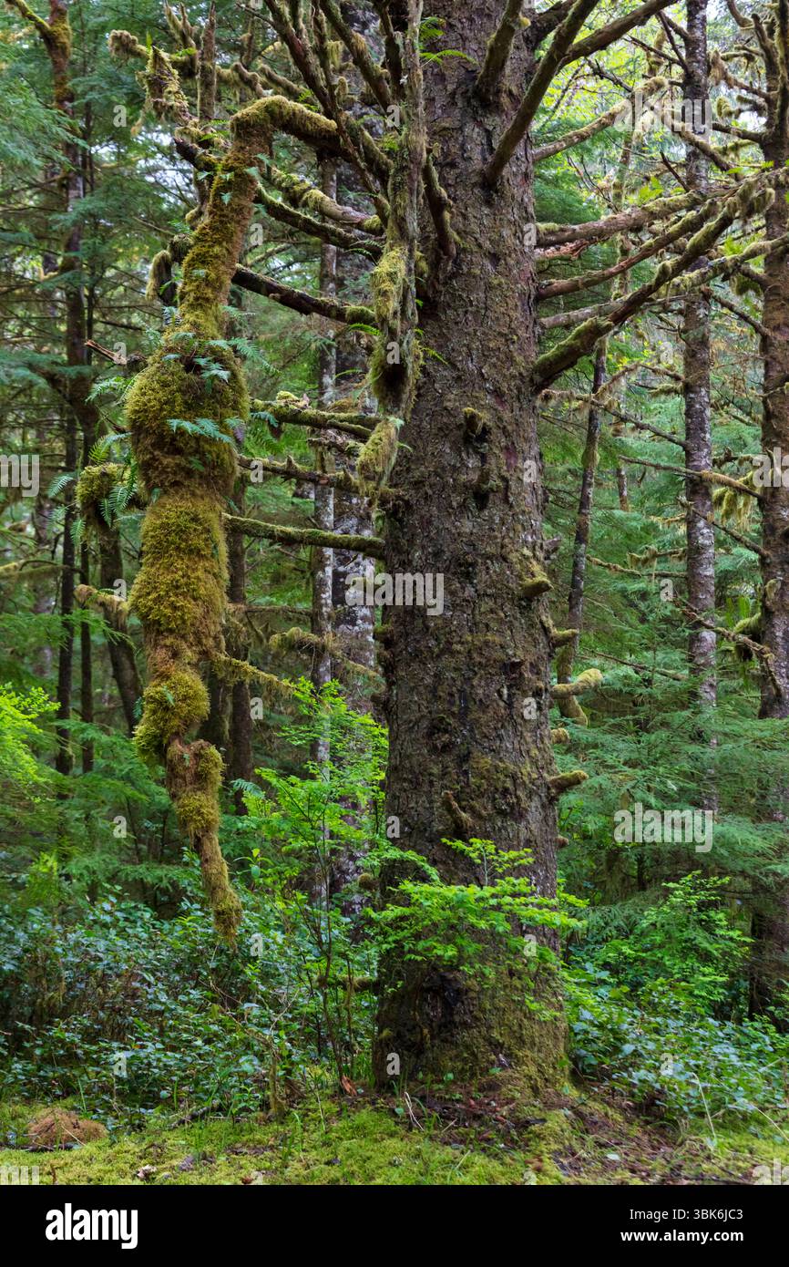 Ancient Weastern Red Cedar (Thuja plicata) trees in the old growth ...
