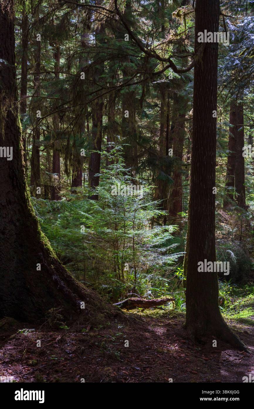 Ancient Sitka Spruce trees in the old growth temperate rainforest of ...