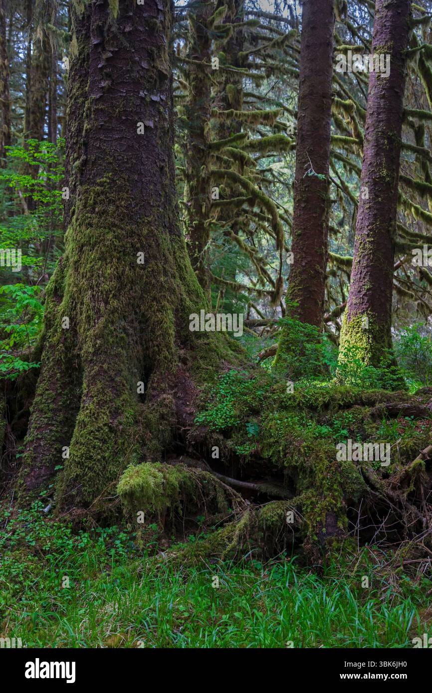 Ancient Sitka Spruce trees in the old growth temperate rainforest of ...