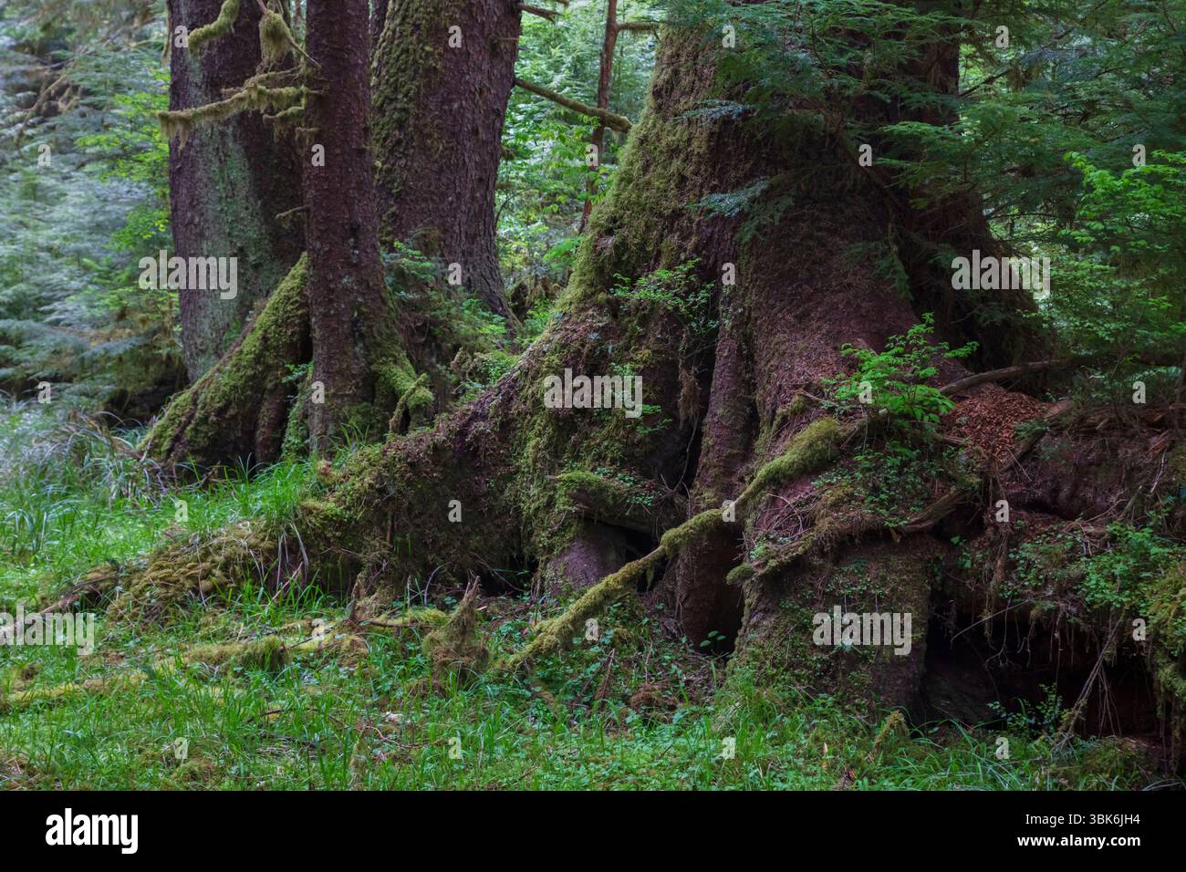Ancient Sitka Spruce trees in the old growth temperate rainforest of ...