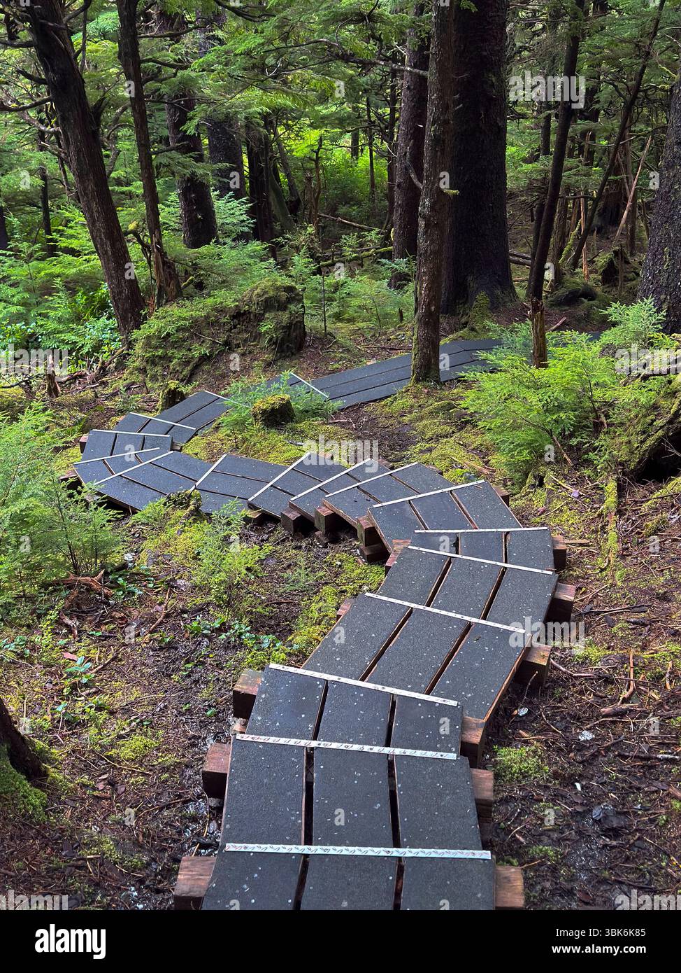 Trail through the temperate rainforest to Tow Hill in Naikon Provincial ...