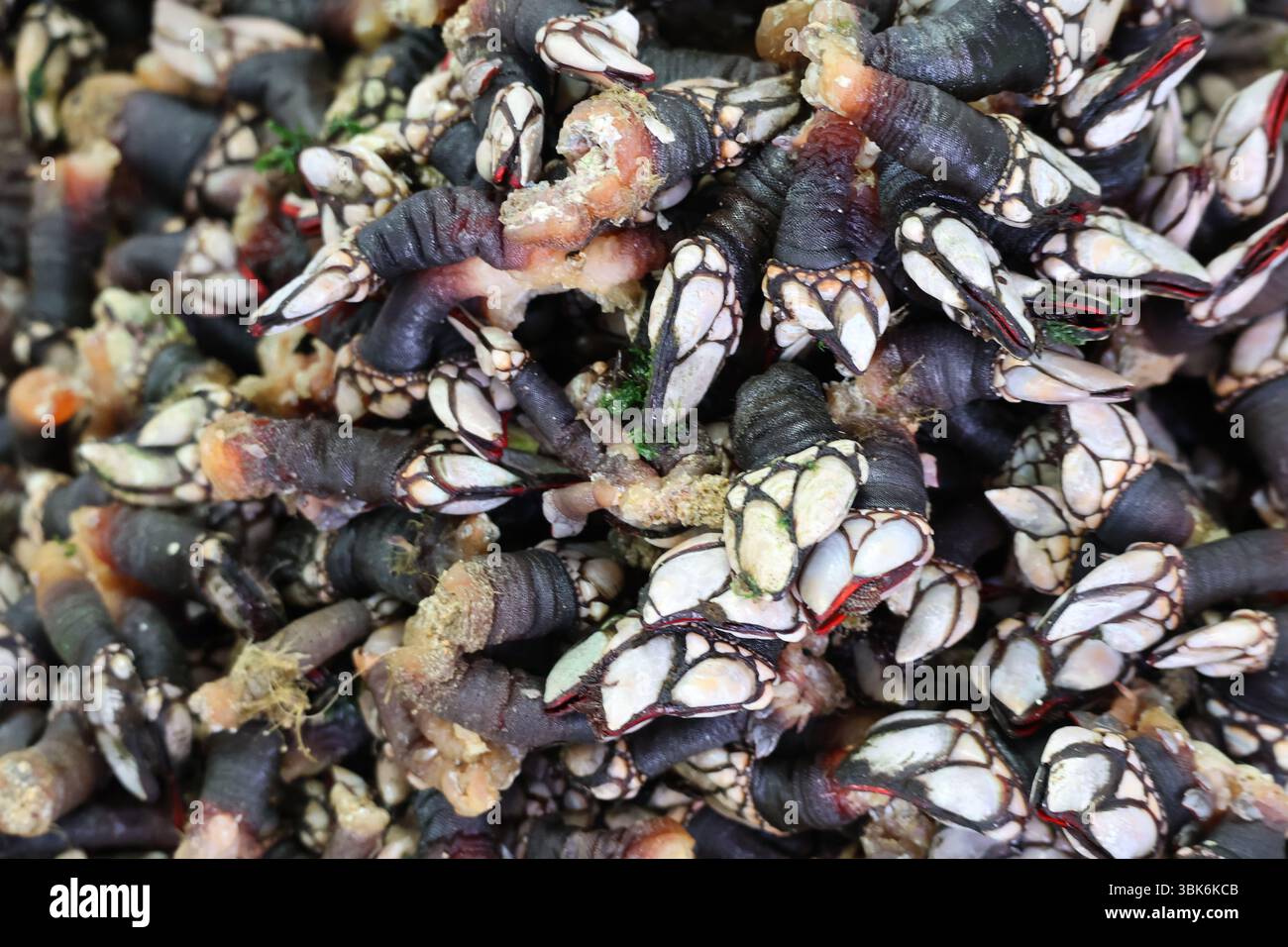Barnacles, crustaceans, delicacy, seafood Gooseneck barnacles are known ...