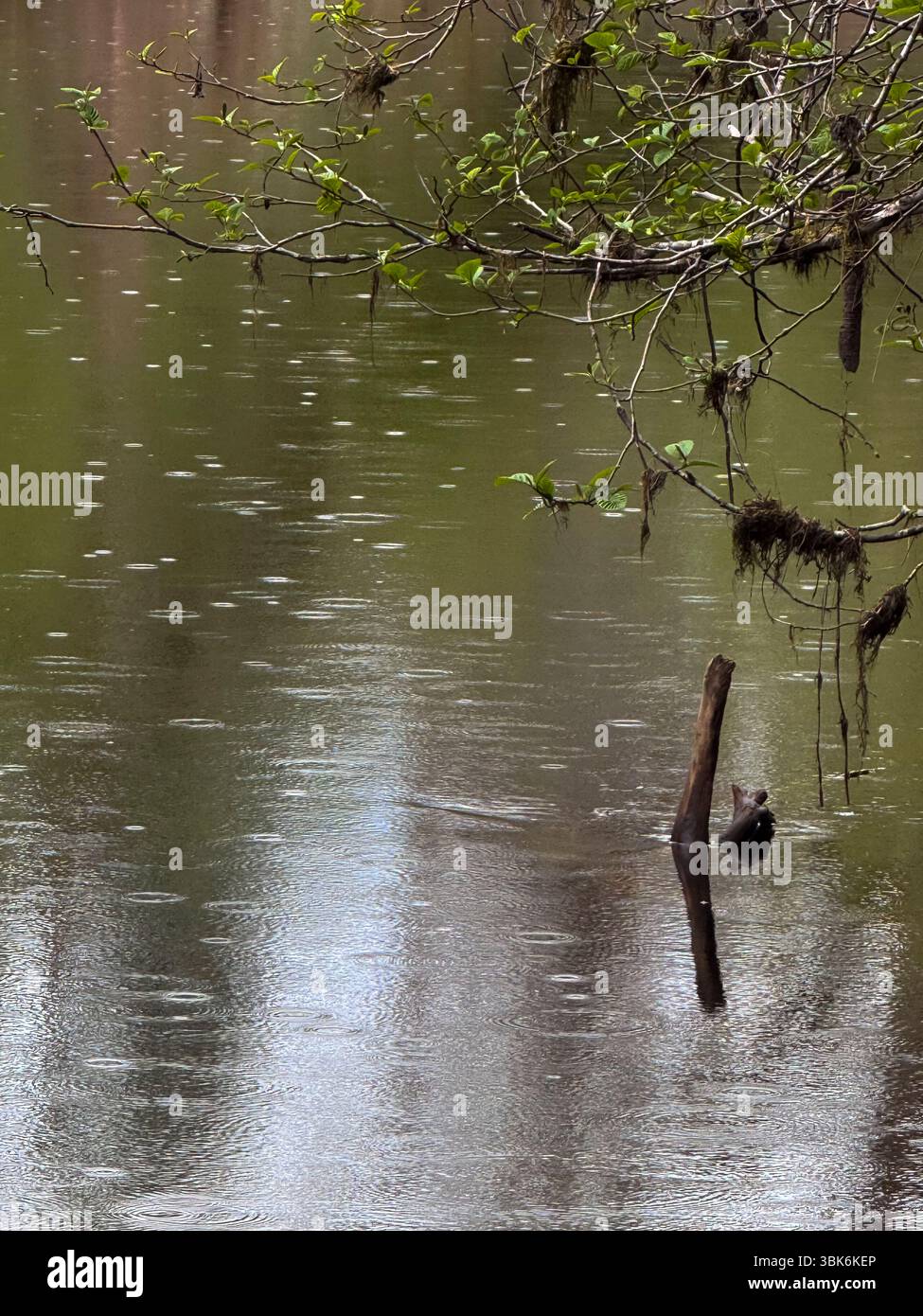 Raindrops fall on the Yakoun river winds through old growth temperate ...