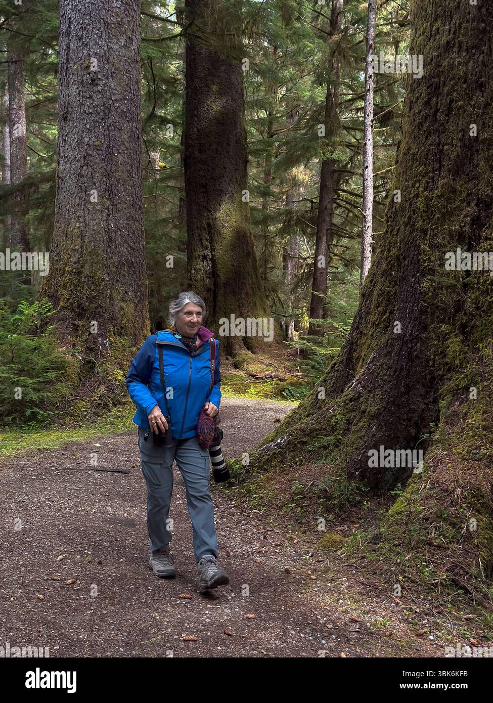 Hiking through old growth and ancient Sitka Spruce trees in the old ...