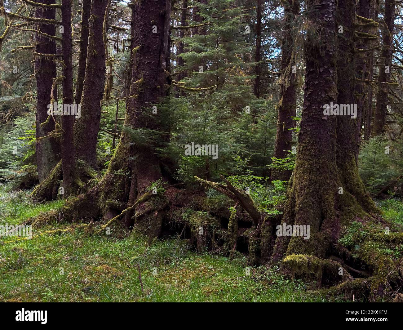 Ancient Sitka Spruce trees in the old growth temperate rainforest of ...