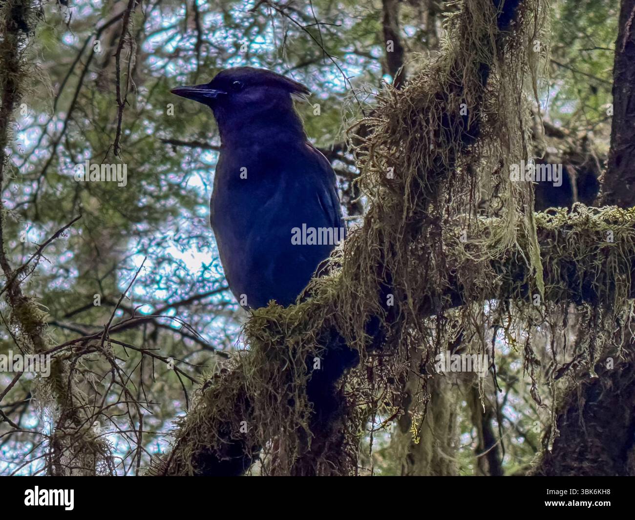 A stellar jay in the rainforest of Haida Gwaiii Island supports a ...