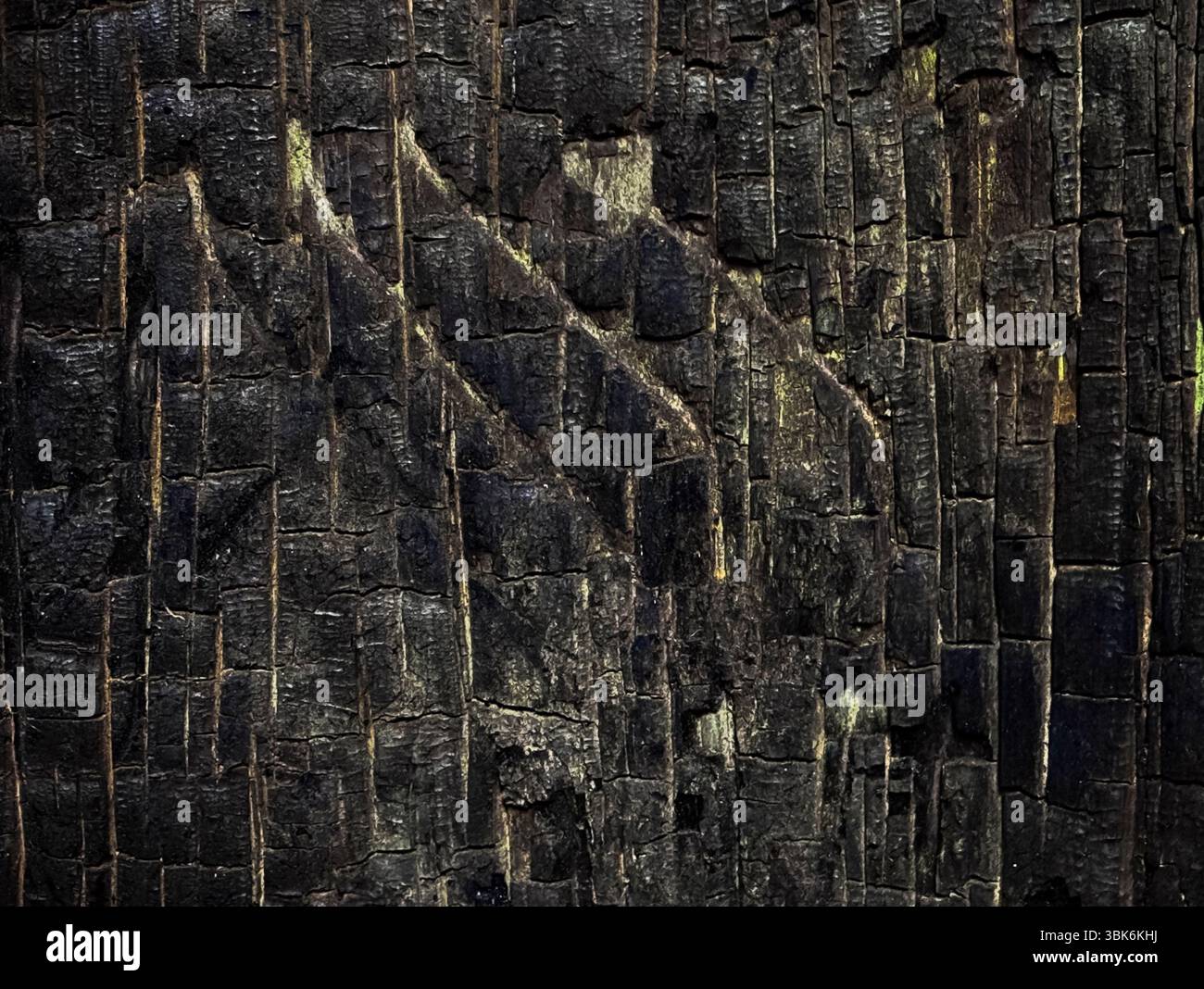 Bear scratches inside an burned out Weastern Red Cedar (Thuja plicata ...