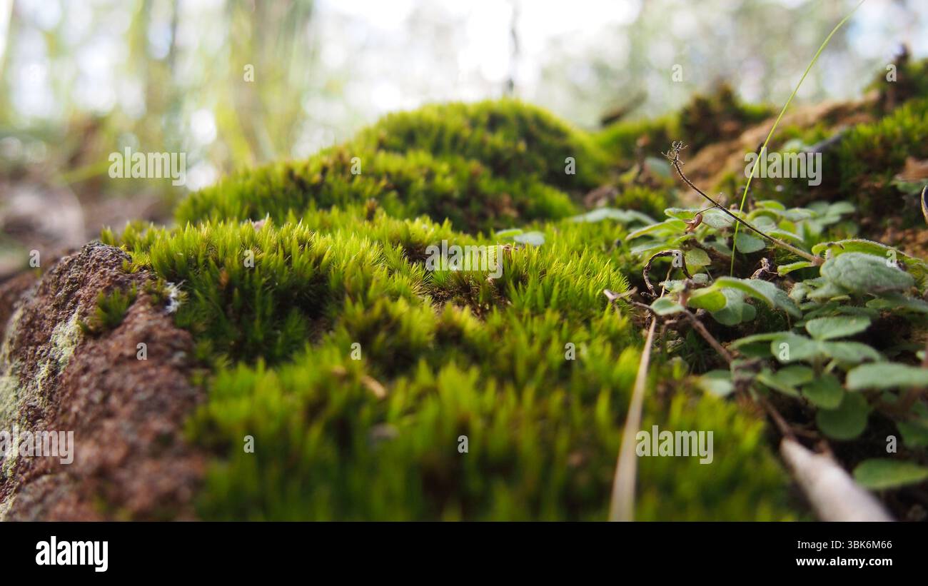 Spiky green moss growing on a decayed sandstone hill. Captured with ...