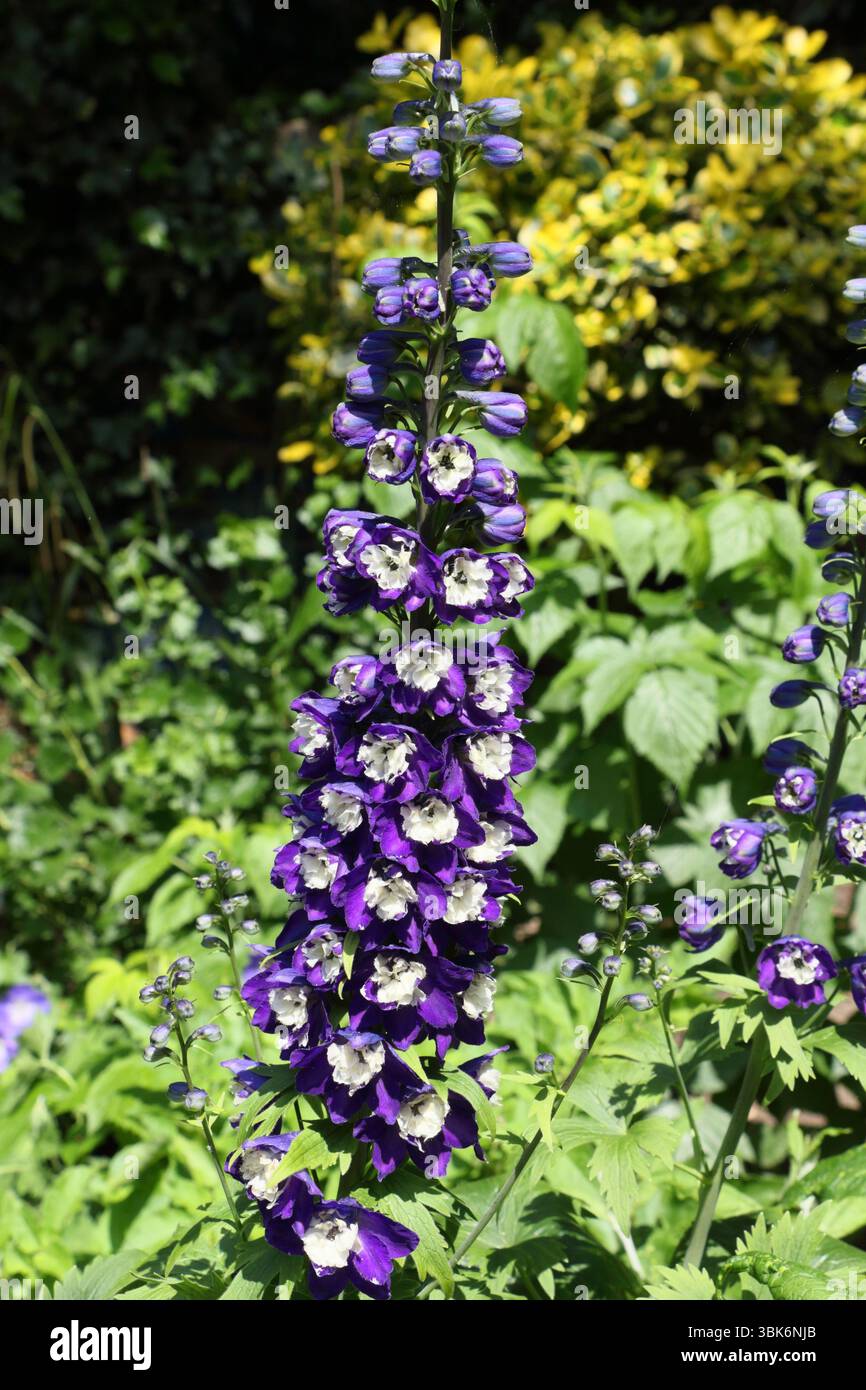 Purple flowers of the Alpine Delphinium plant Delphinium elatum L, in bloom blossom Stock Photo ...