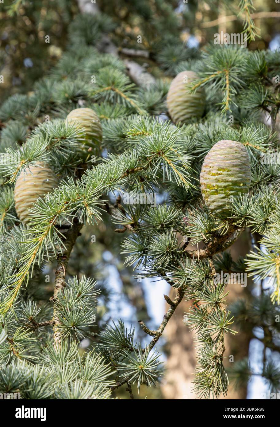 Conifer with Immature pine cones in a tree. Cedrus atlantica, Cedrus ...