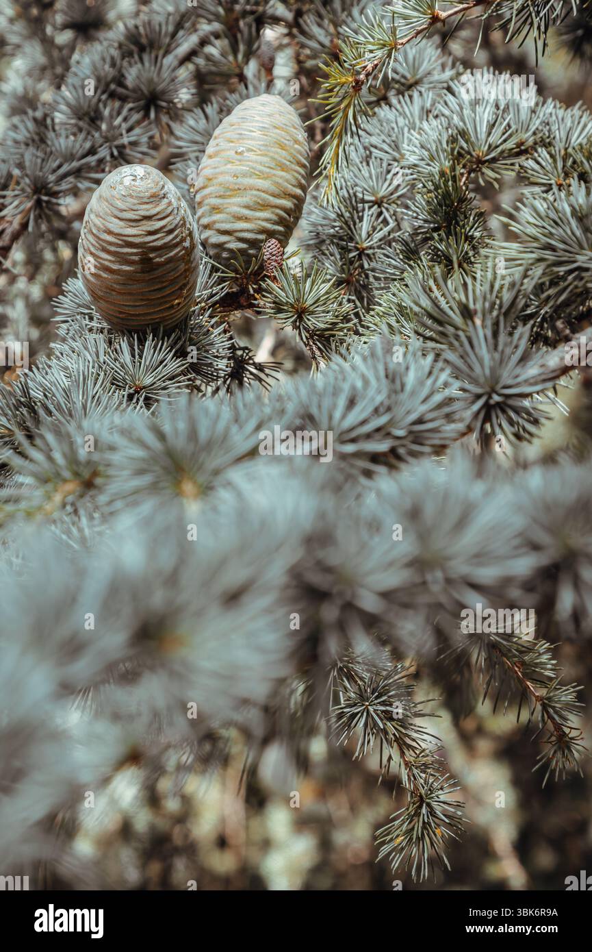 Conifer with Immature pine cones in a tree. Cedrus atlantica, Cedrus brevifolia, Cyprus cedar ...