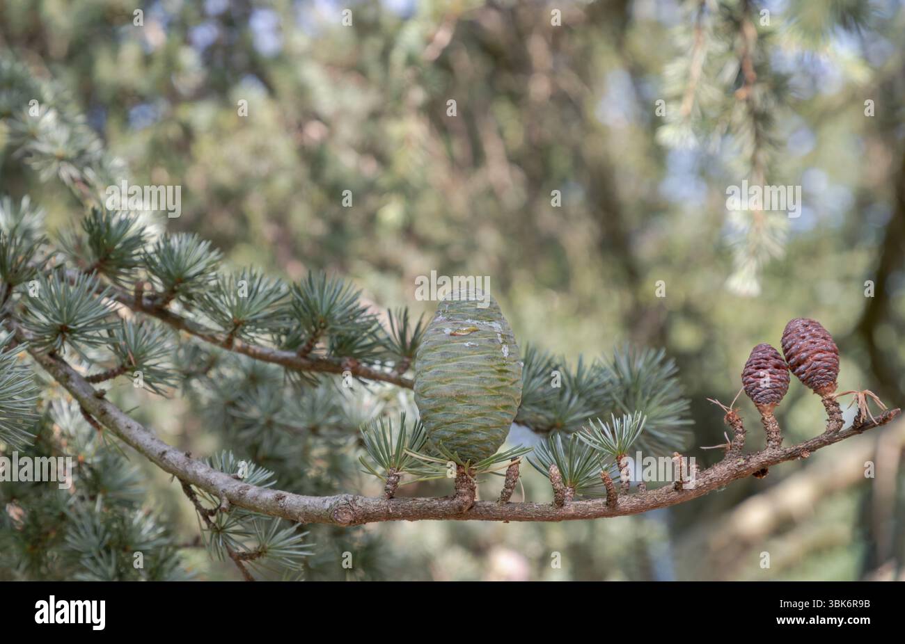 Conifer with Immature pine cones in a tree. Cedrus atlantica, Cedrus ...