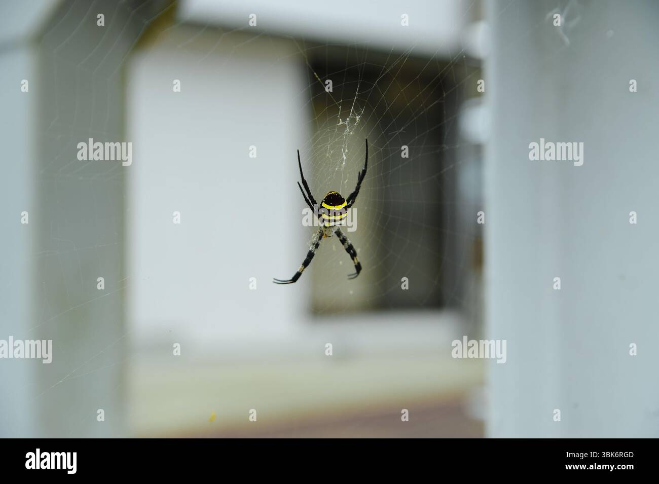 Amoena pattern hi-res stock photography and images - Alamy