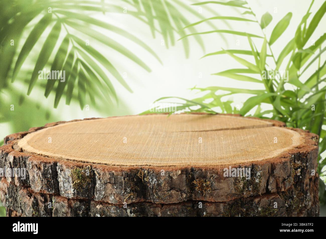 Tree stump as podium for product presentation surrounded by green ...