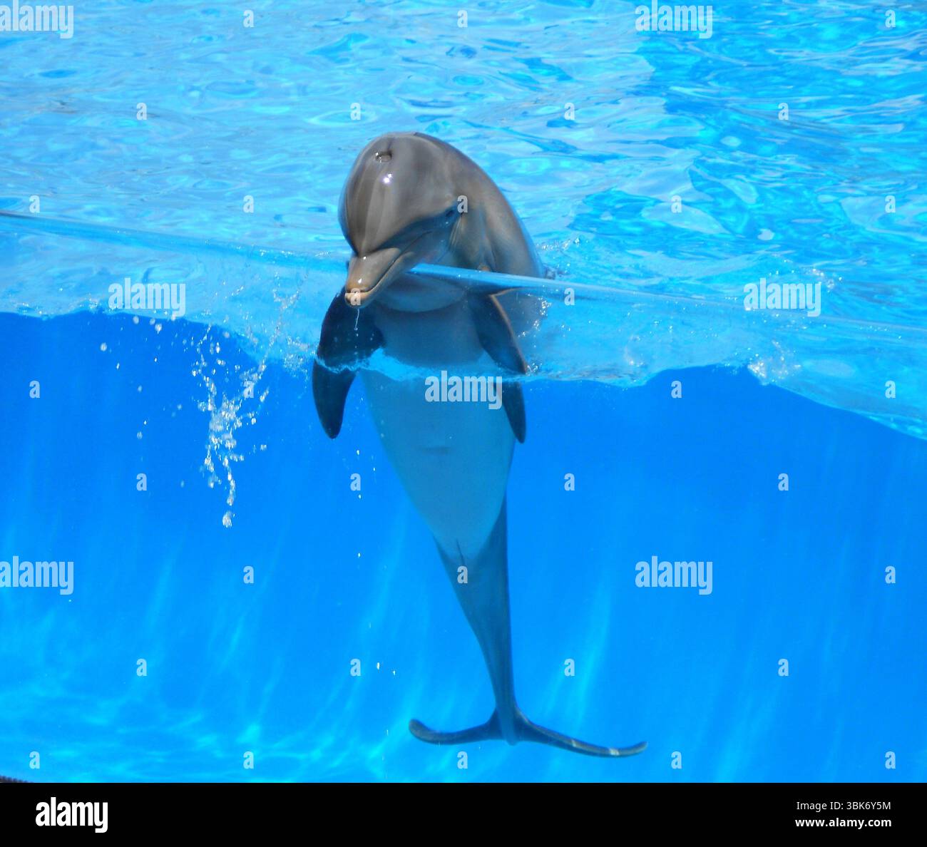 Dolphin saying hello to the crowd Stock Photo - Alamy