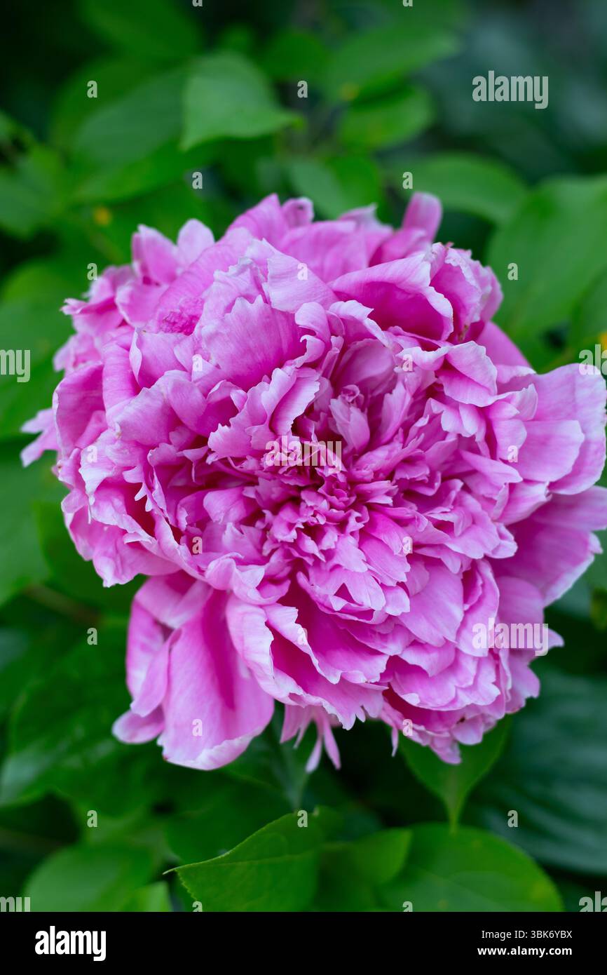 Leaves peony paeonia lactiflora hi-res stock photography and images - Alamy