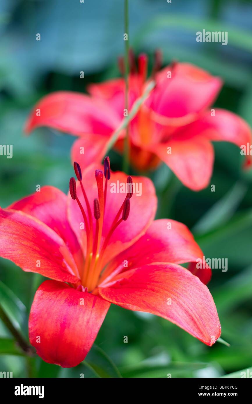 Red lily in garden hi-res stock photography and images - Alamy