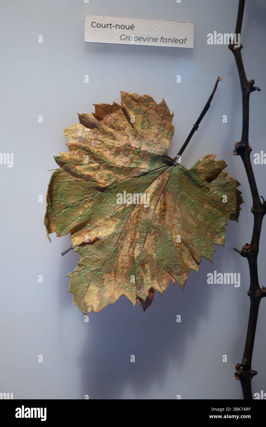 Example of grape leaves sickness or problems, grapevine fanleaf of ...