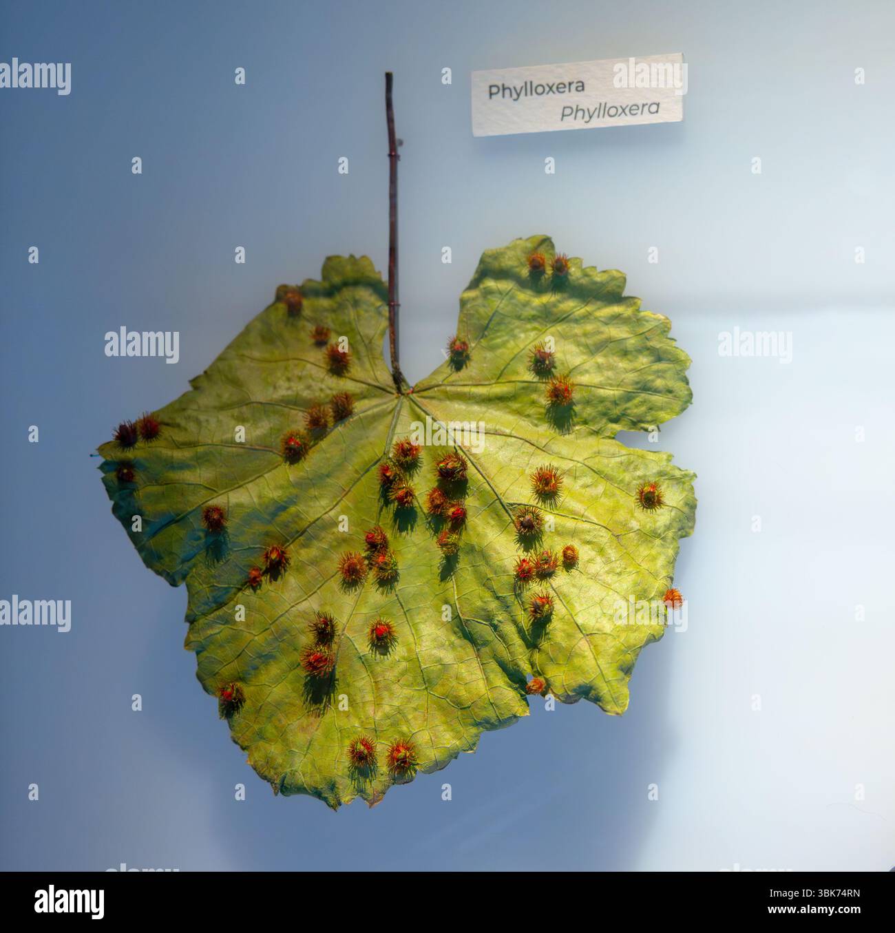 Example of grape leaves sickness or problems, grape phylloxera insect ...