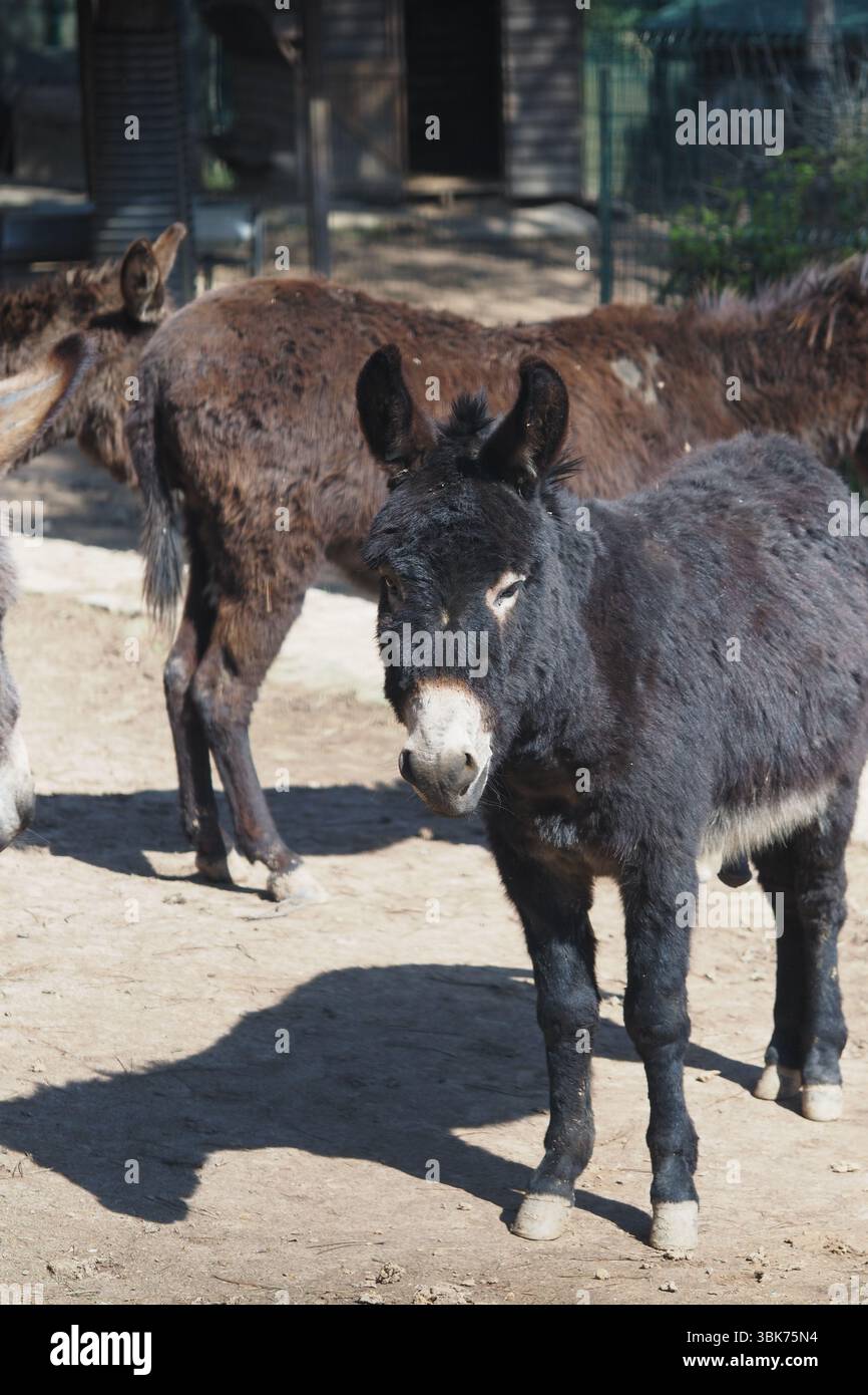 Donkeys grazing peacefully in a sunny farm yard Stock Photo - Alamy
