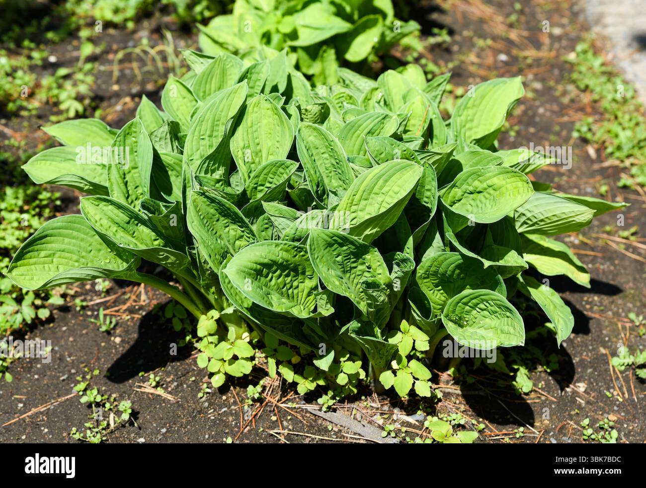 Prominent veins create hi-res stock photography and images - Alamy