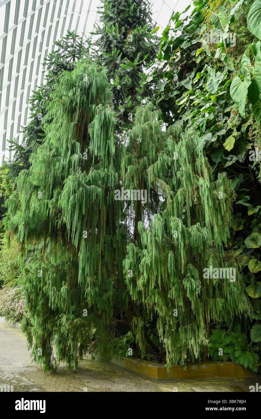 Elegant Bhutan cypress with long, drooping green foliage in an indoor ...