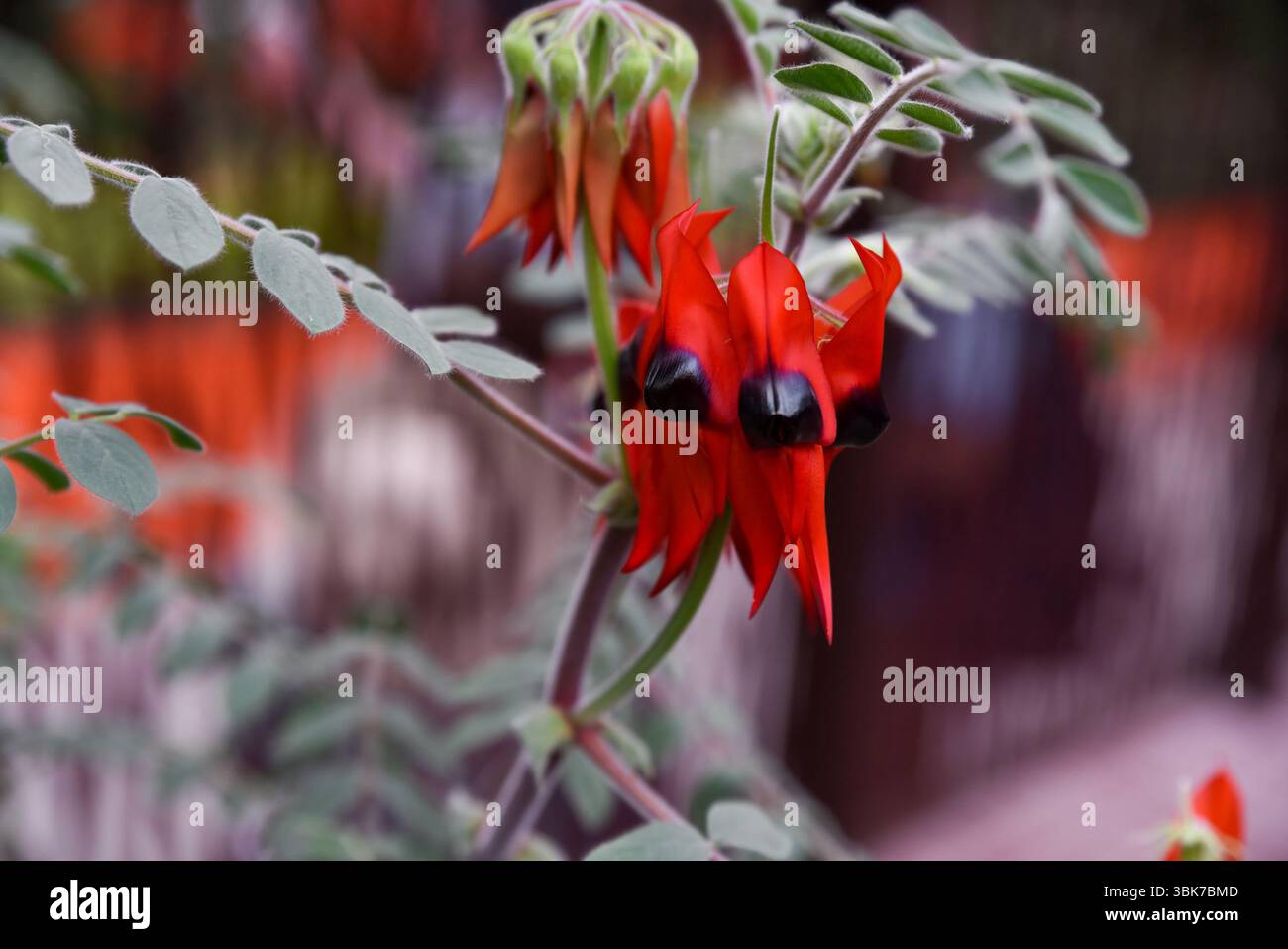 Striking red desert pea flowers with bold black centers on fuzzy green ...