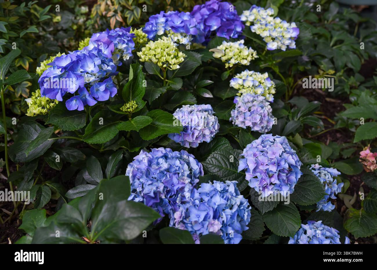 Bright blue Hydrangea macrophylla Endless Summer in bloom, also known as Bigleaf or French ...