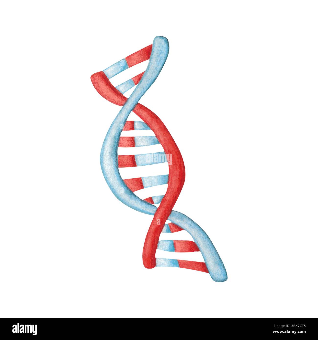 DNA chain, model. Watercolor illustration hand drawn, cartoon. Drawing ...
