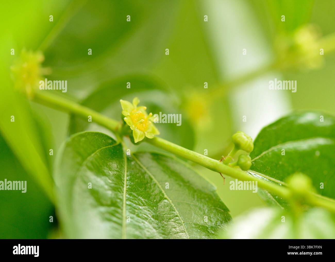 Jujube flowering hi-res stock photography and images - Alamy