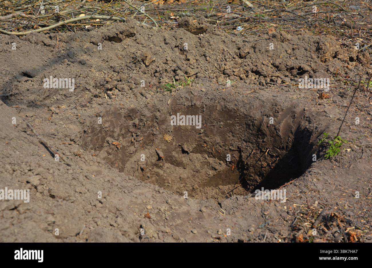 Digging holes in the ground for planting fruit tree sapling in the ...