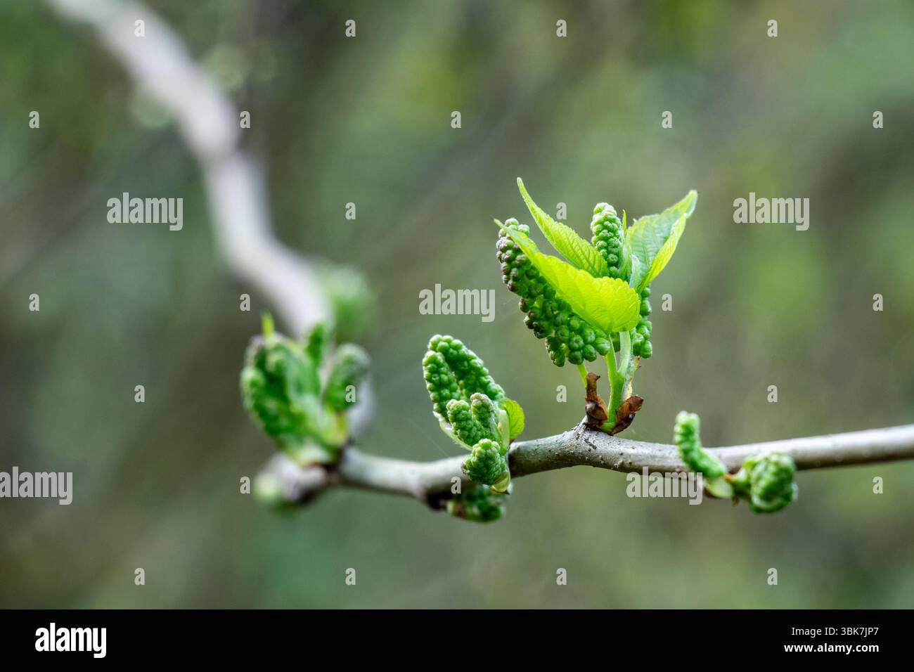 A close up reveals vibrant new growth mulberry tree with small, bumpy ...