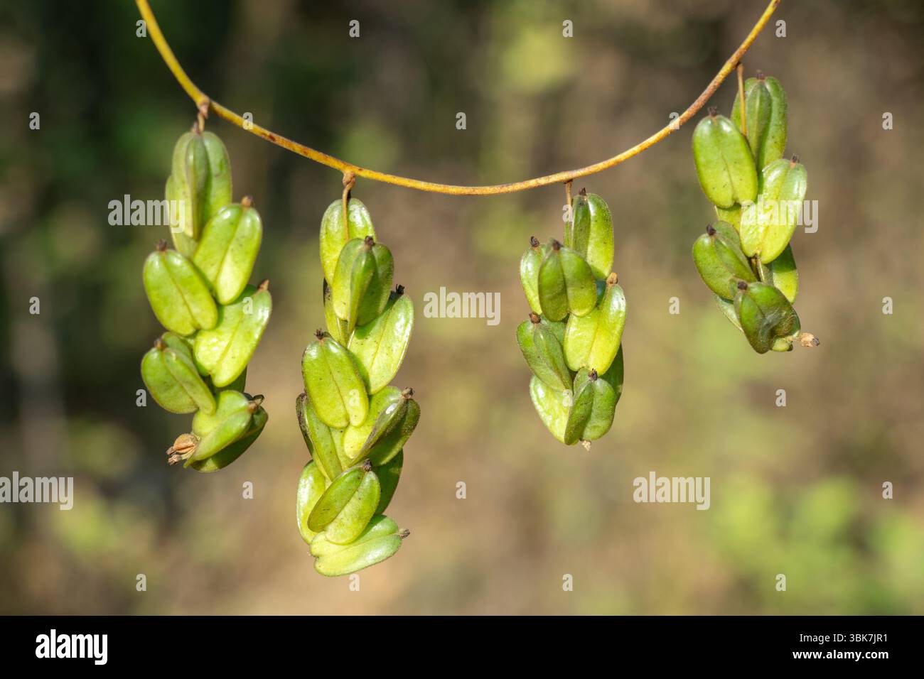 Hernandia cordifolia is a climbing yam native to Brazil, known for its ...