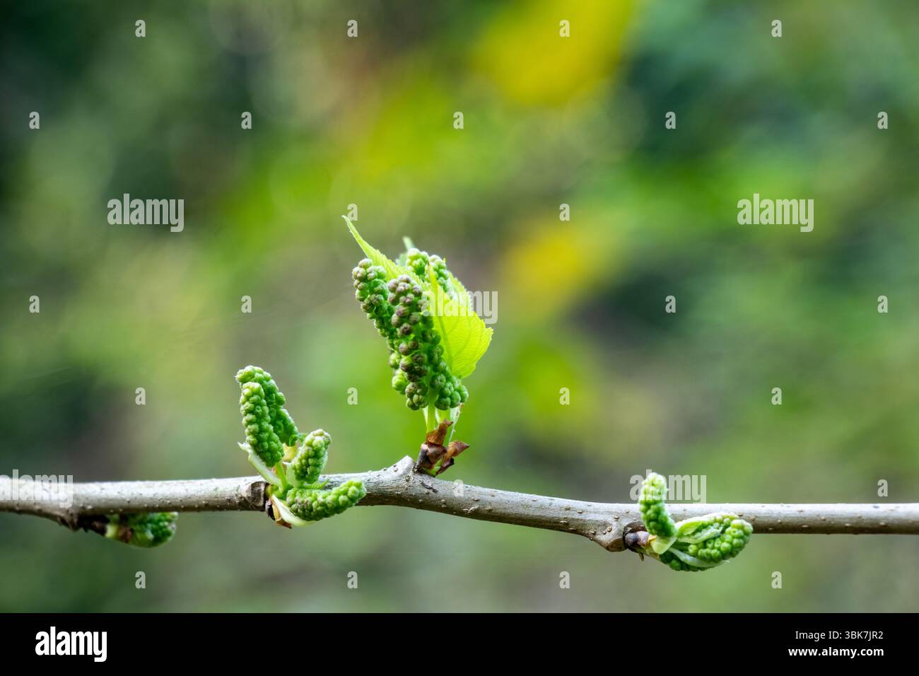 In early spring, a mulberry tree branch displays clusters of tiny ...