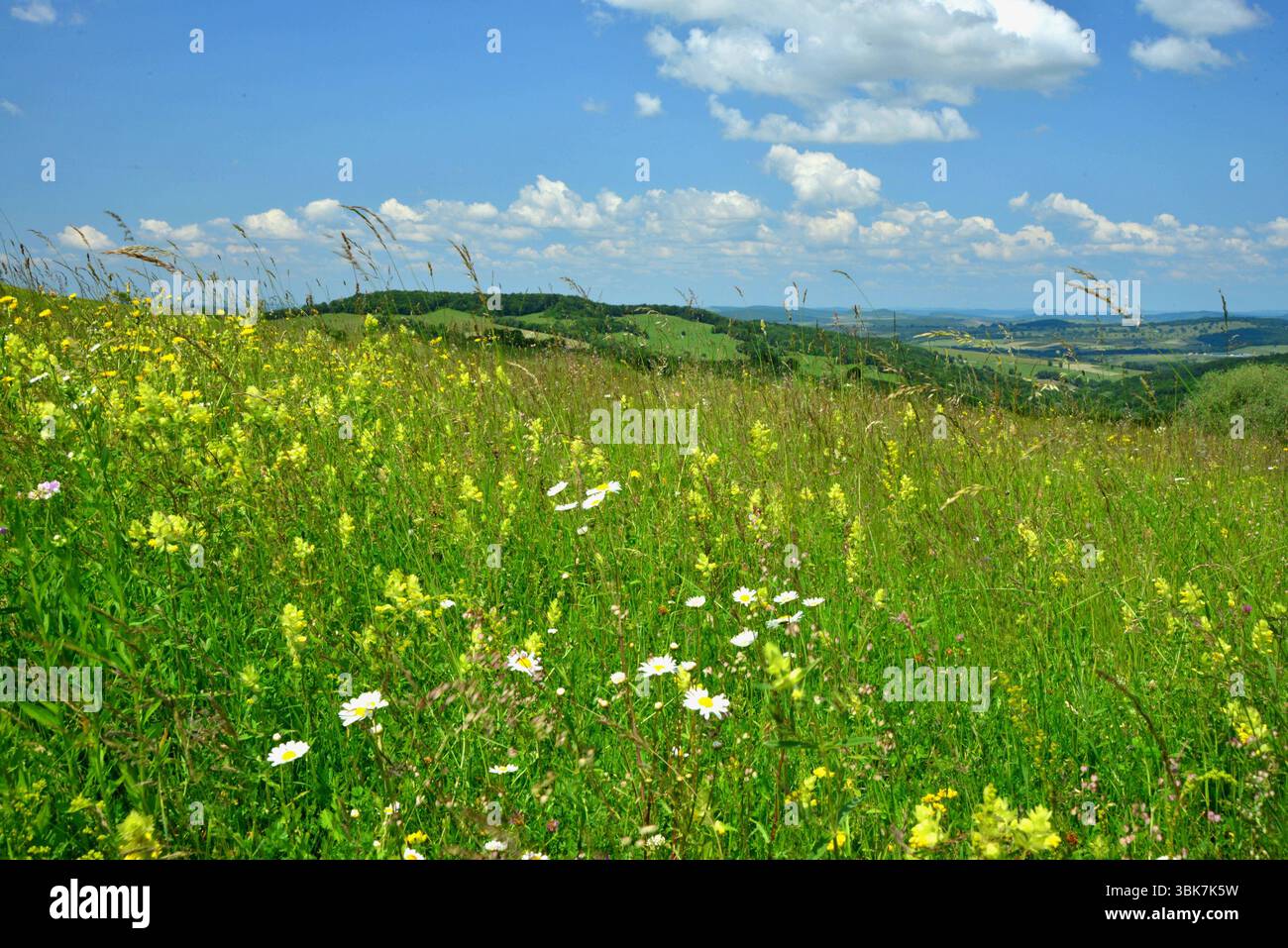The flowery meadows among the hills of Szekely Land, Transylvania with ...
