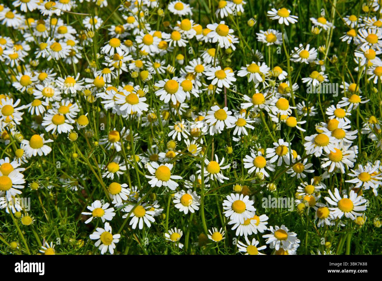 Flowers of Matricaria chamomilla in the spring sunshine Stock Photo - Alamy