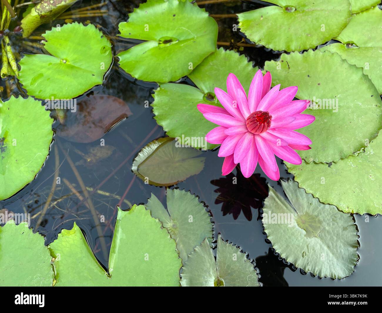 Peaceful water lily hi-res stock photography and images - Alamy