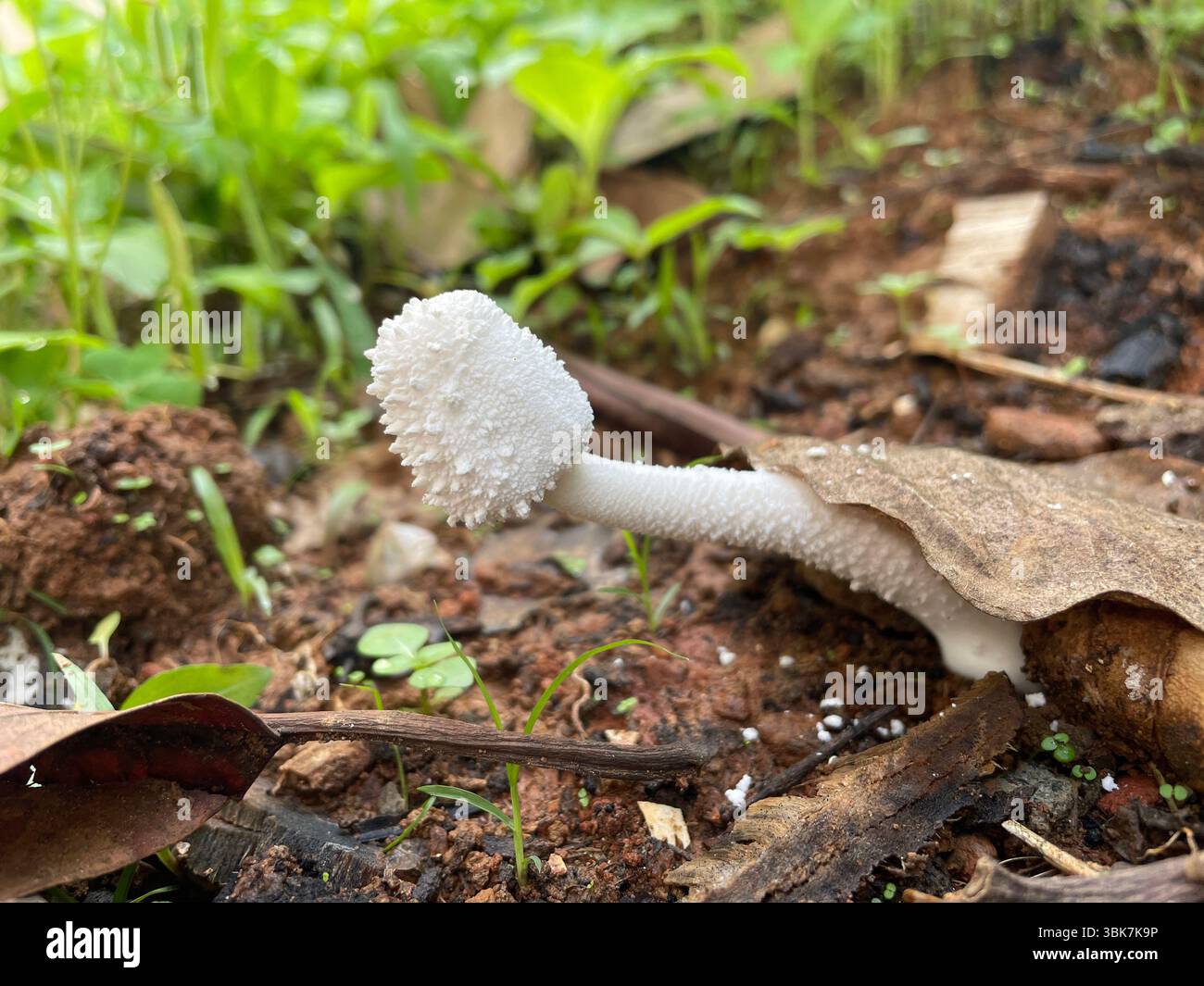 Pristine natural environment beautiful hi-res stock photography and ...