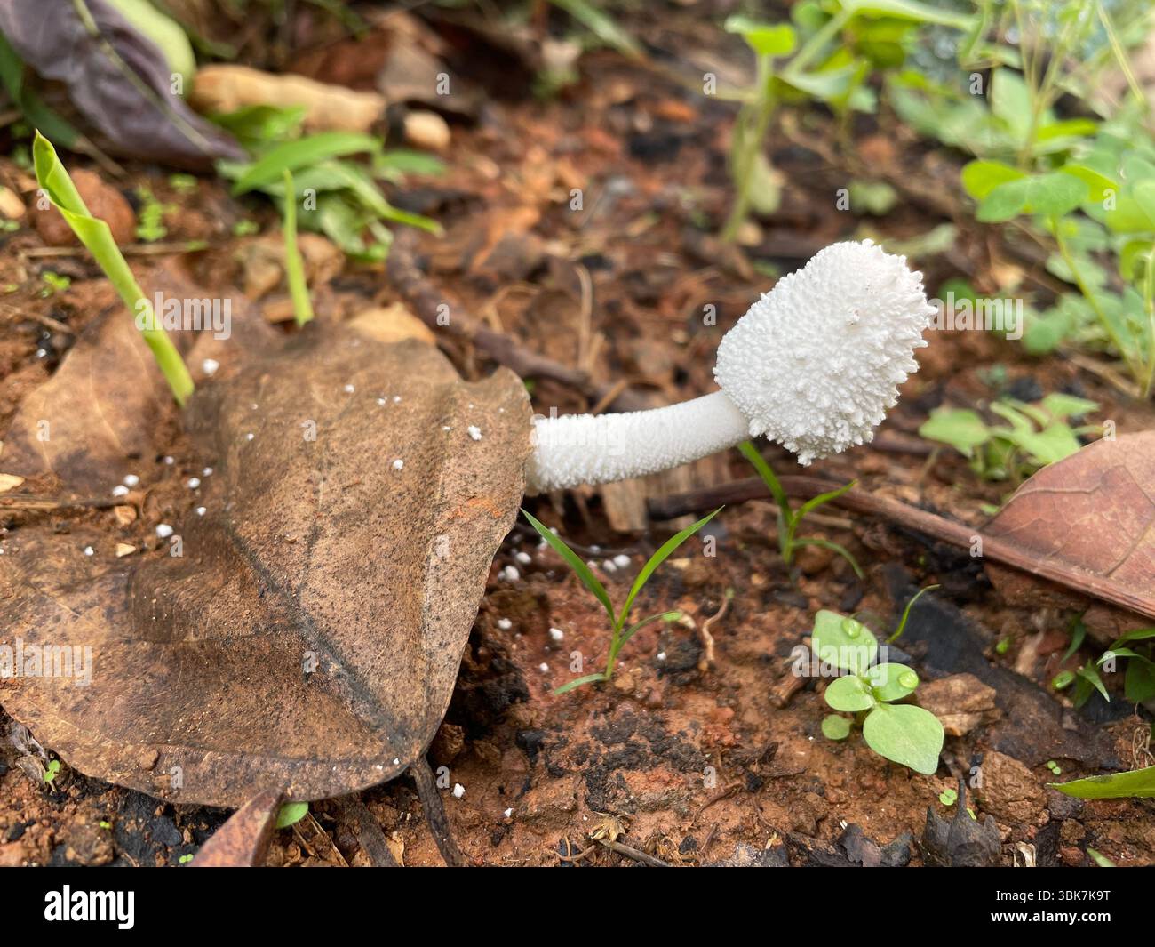 Emerging mushroom hi-res stock photography and images - Alamy
