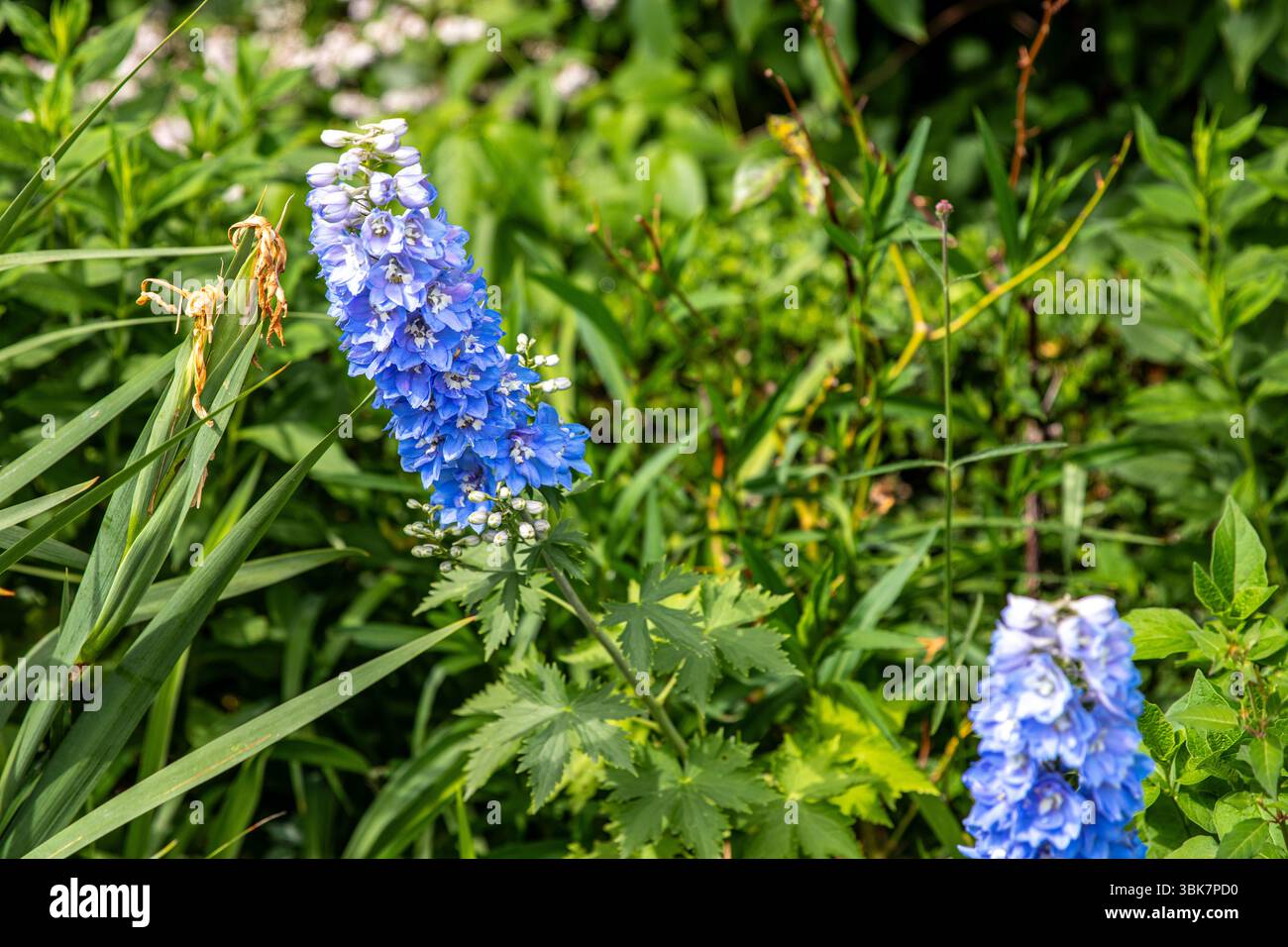 A close-up shows blue delphinium flowers with green foliage and other ...